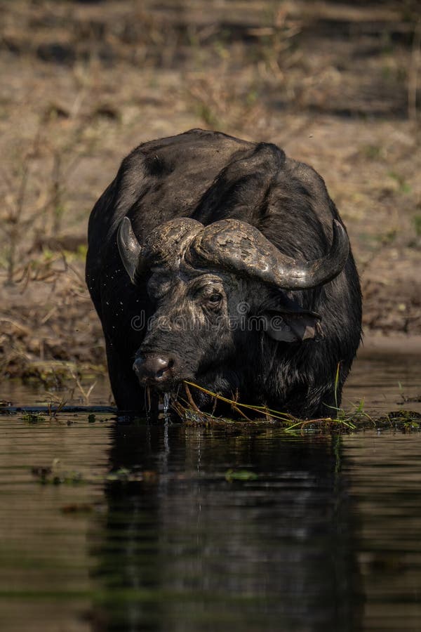 Cape Buffalo Stands in River Chewing Grass Stock Image - Image of ...