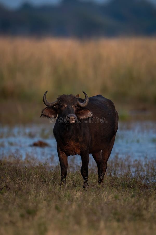 Cape Buffalo Stands on Riverbank with Oxpecker Stock Photo - Image of ...