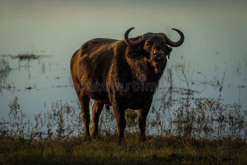 Cape Buffalo Stands Watching Camera by River Stock Photo - Image of ...