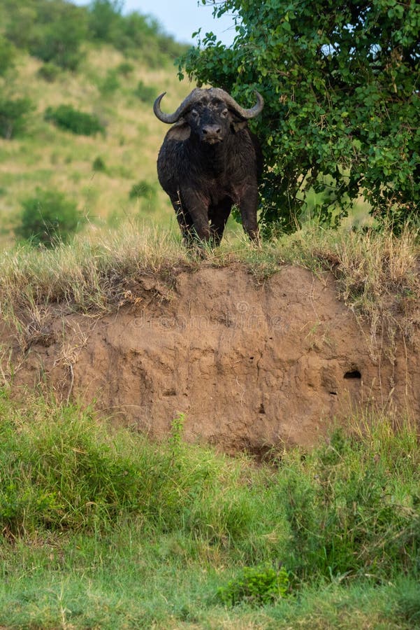 Cape Buffalo Stares at Camera from Cliff Stock Photo - Image of masai ...