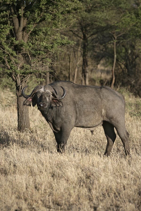 Cape Buffalo, Syncerus Caffer Caffer Stock Image - Image of nature ...