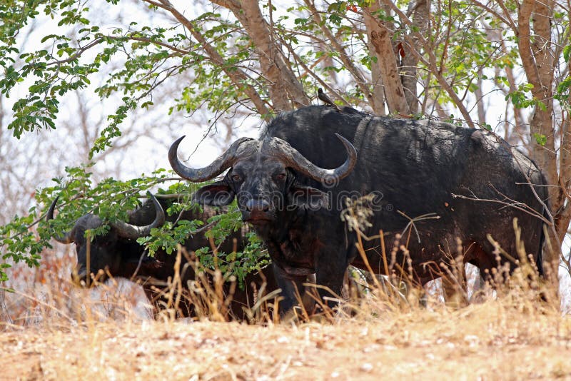 African Buffalo - Botswana stock photo. Image of chobe - 10773712
