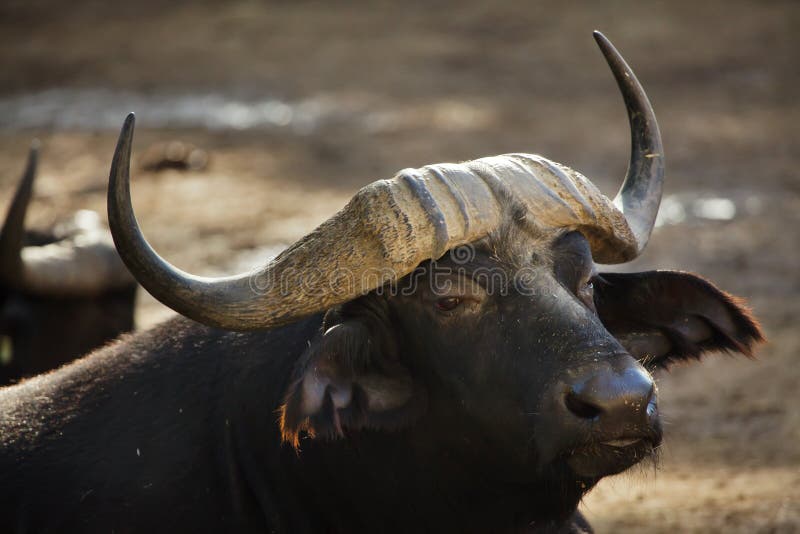 Cape Buffalo Syncerus Caffer Caffer Stock Image - Image of hoofed ...
