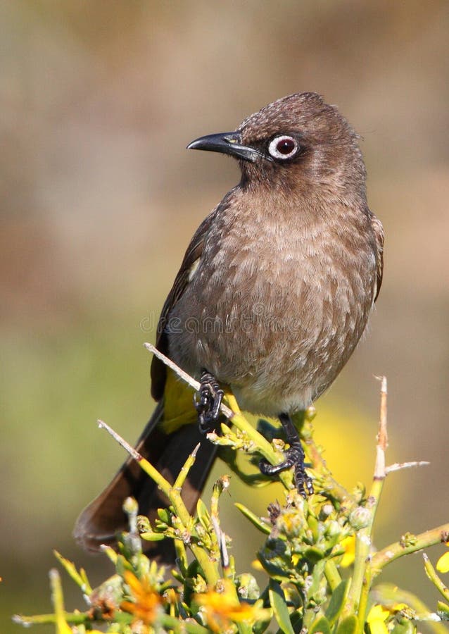 Cape Bulbul on a Tree Branch Stock Photo - Image of africa, white ...