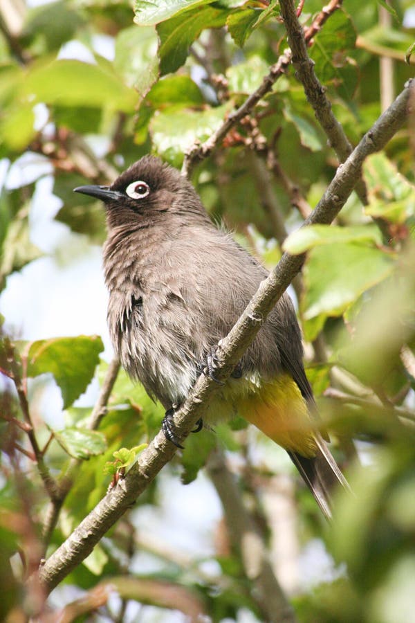 Cape Bulbul on a Tree Branch Stock Photo - Image of africa, white ...