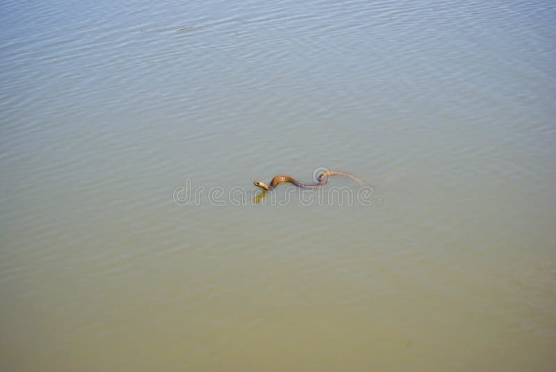 Cape Cobra Swimming in a Dam Stock Image - Image of mortality ...