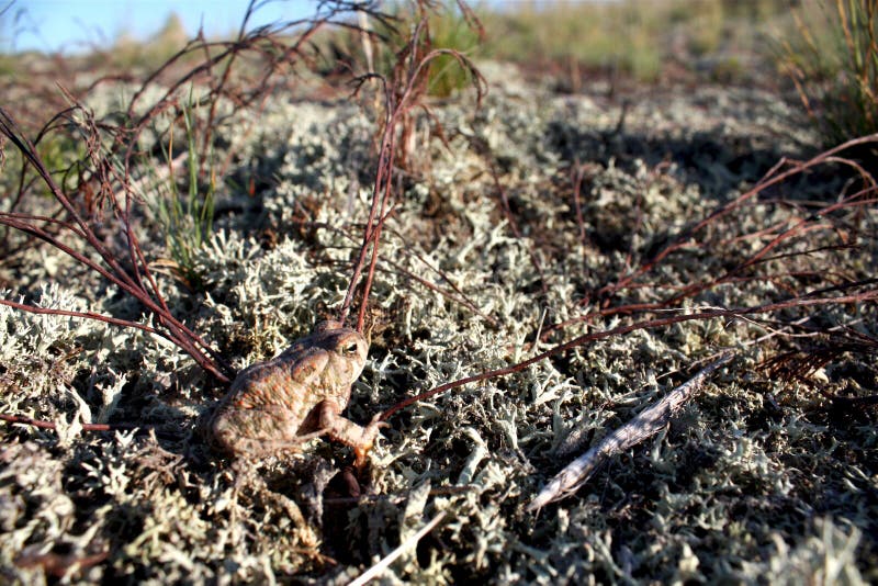 Cape Cod Beach Toad stock photo. Image of moss, toad, frog - 9707824