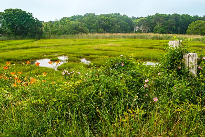 Cape Cod Meadow stock photo. Image of tiger, meadow, wetland - 38892168