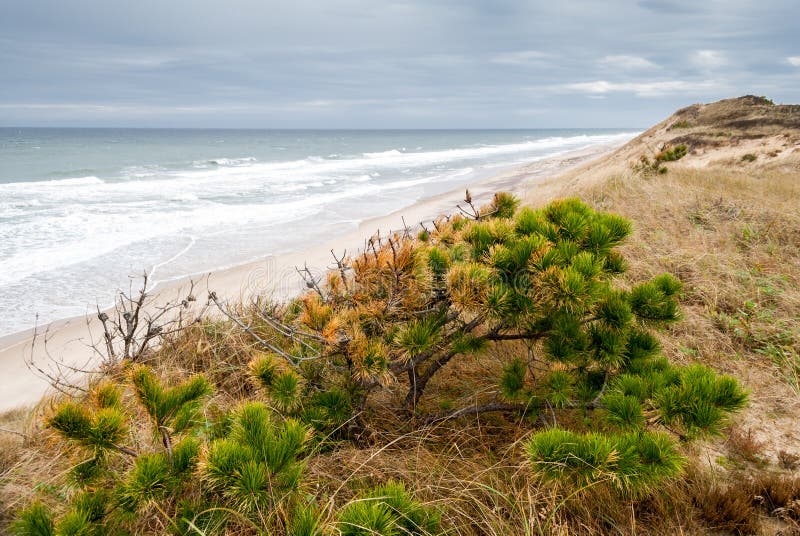 Cape Cod in November stock photo. Image of brown, branch - 103143664