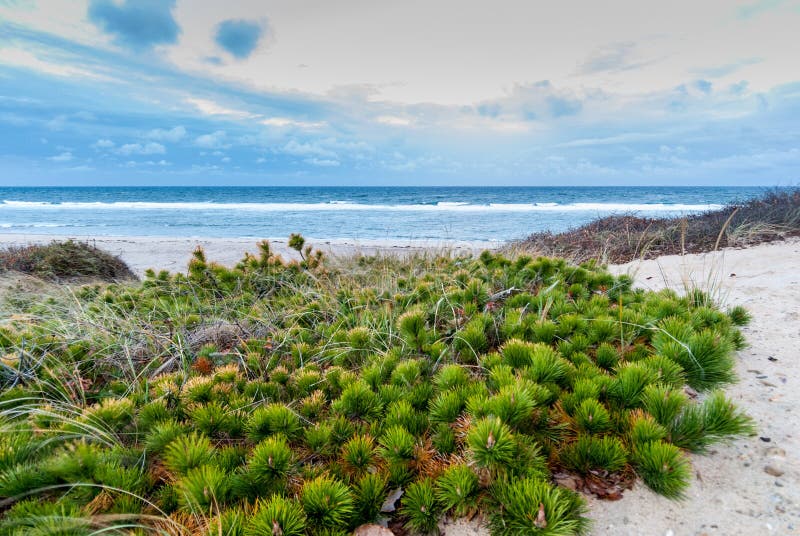 Cape Cod in November stock photo. Image of brown, branch - 103143664