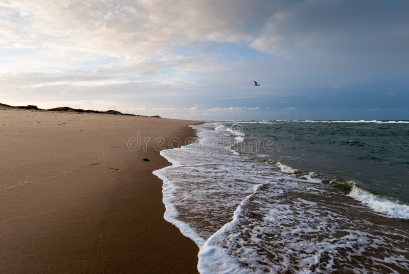 Cape Cod in November stock photo. Image of brown, branch - 103143664