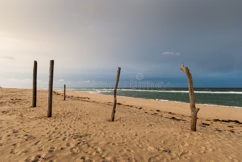 Cape Cod in November stock photo. Image of brown, branch - 103143664