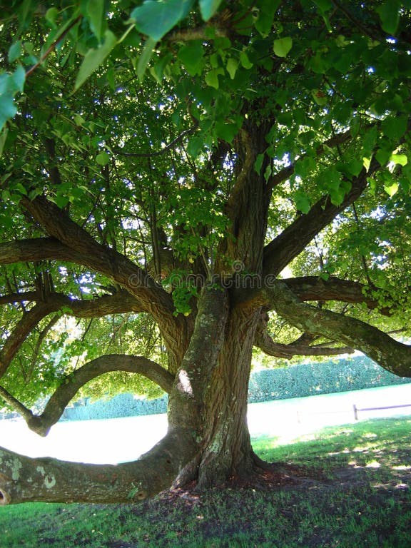 Cape Cod Park 03 stock photo. Image of tree, cape, summer - 51086042