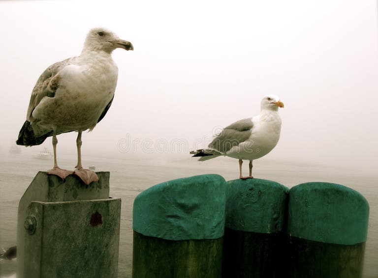 Cape Cod Seagulls stock photo. Image of salty, harbor - 1599984