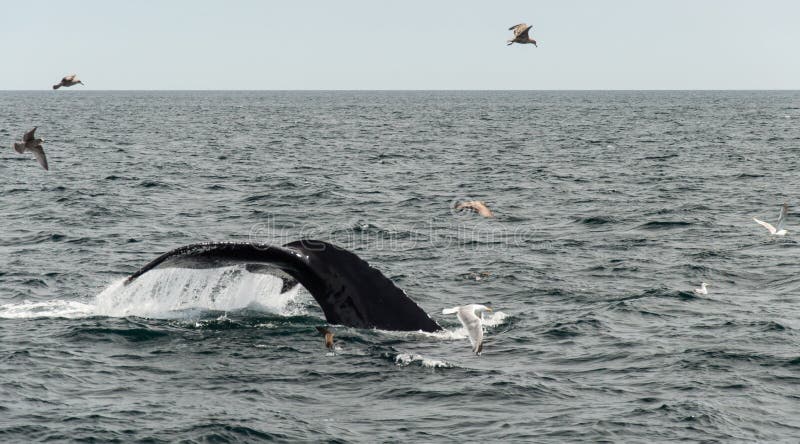 Cape Cod, Whale Diving in the Sea Stock Photo - Image of port, flowing ...