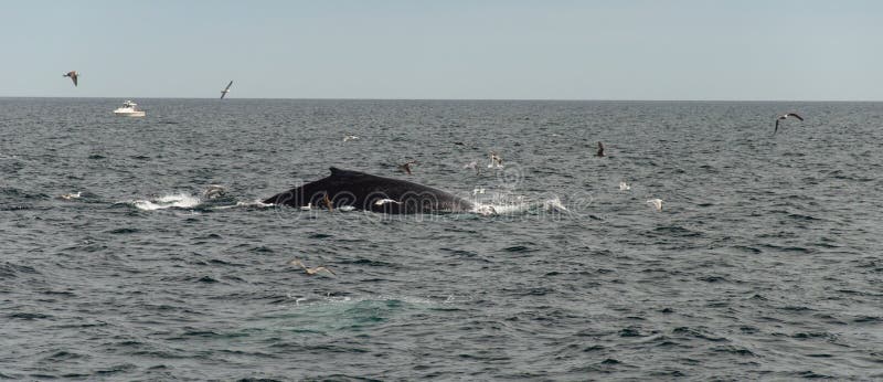 Cape Cod, Whale Diving In The Sea Stock Photo - Image of port, america ...