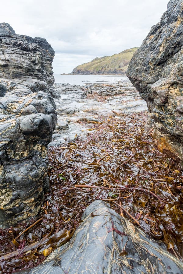 Cape Cornwall and Porth Ledden in Cornwall England Uk Kernow Stock ...