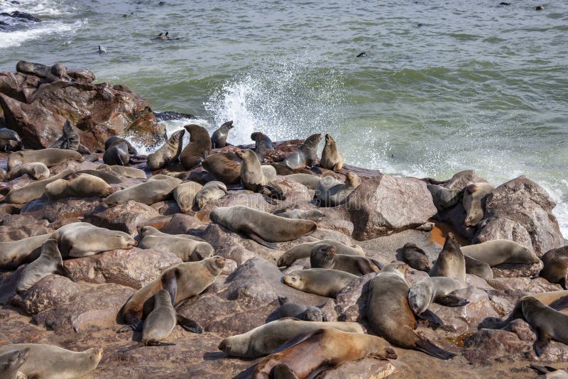 Cape Cross Seal Colony - Namibia - Africa Stock Photo - Image of ...
