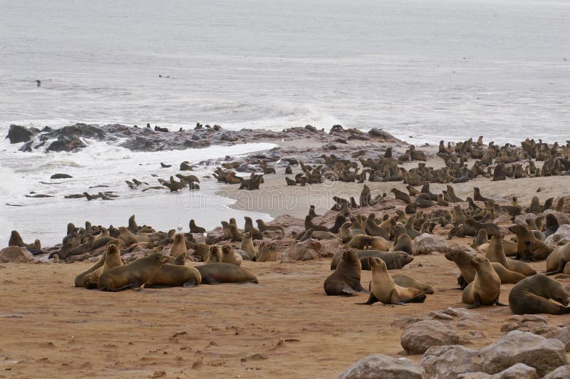 Cape Cross Seal stock photo. Image of namibia, seal - 123132150