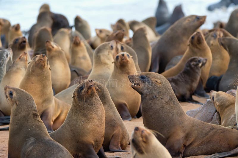 Cape Cross Seal Reserve. Skeleton, Coast, Namibia, Africa. the Biggest ... Cape Cross Seal Reserve. Skeleton, Coast, Namibia, Africa. the Biggest ...