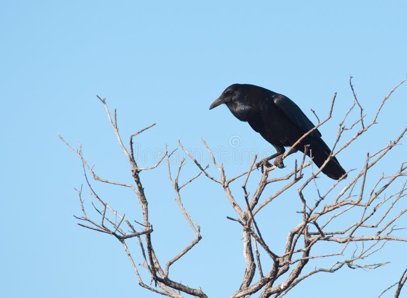 Deep Black Cape Crow Stock Photos - Free & Royalty-Free Stock Photos ...
