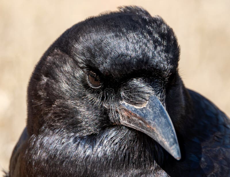 Cape Crow stock image. Image of capensis, safari, arid - 255844033