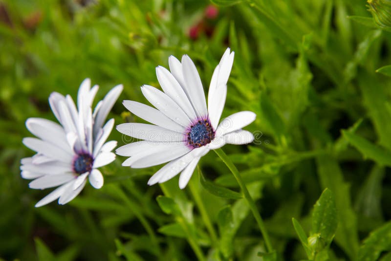 The Cape Daisy stock photo. Image of cape, garden, floral - 180513766