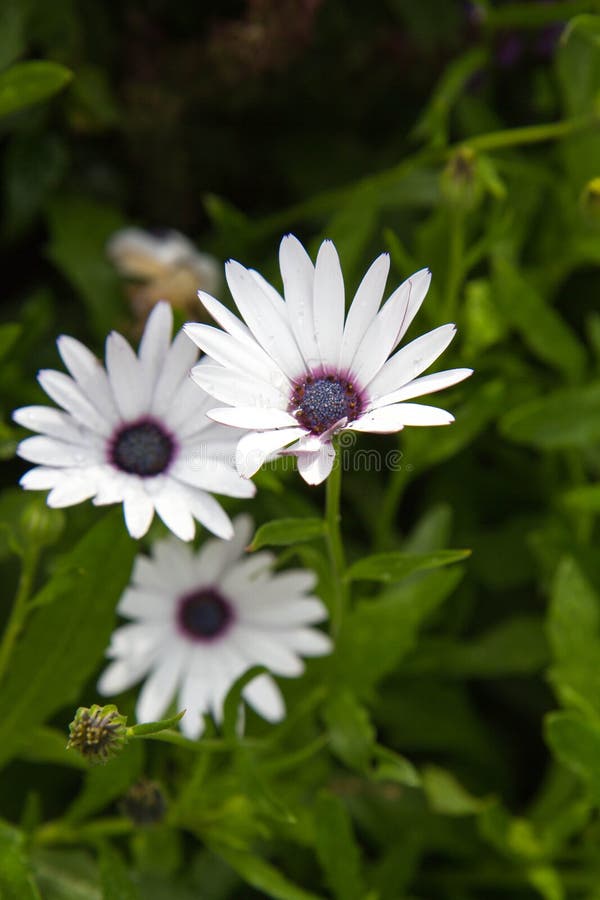 The Cape Daisy stock image. Image of floral, field, pluvialis - 180514207