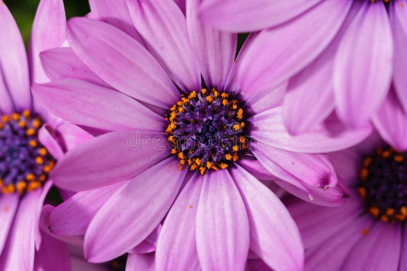 Cape Daisy Osteospermum Flower Stock Image - Image of yellow, petal ...