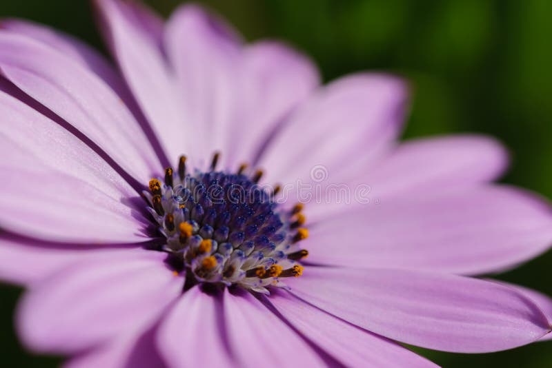 Cape Daisy Osteospermum Flower Stock Image - Image of daisy, flower ...