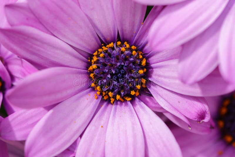 Cape Daisy Osteospermum Flower Stock Image - Image of isolated ...
