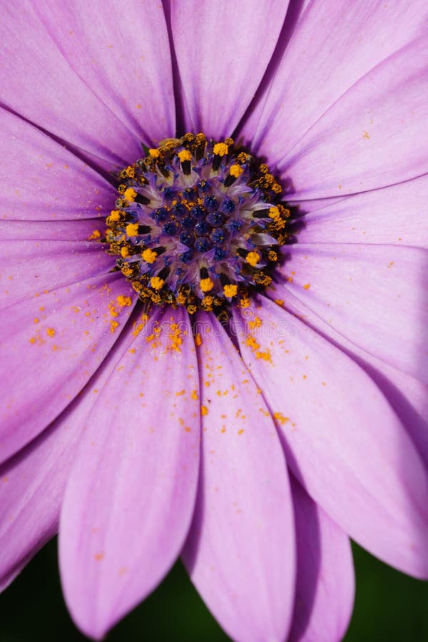 Cape Daisy Osteospermum Flower Stock Image - Image of flowers, floral ...