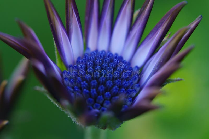 Cape Daisy Osteospermum Flower Stock Photo - Image of closeup, color ...