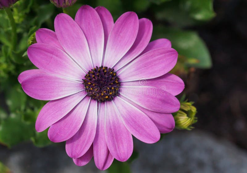 Cape daisy, Osteospermum stock photo. Image of close - 94819376