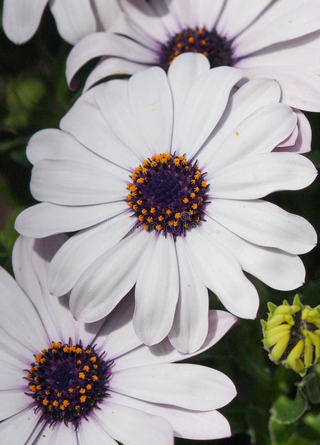 Cape daisy, Osteospermum stock image. Image of plant - 94819243