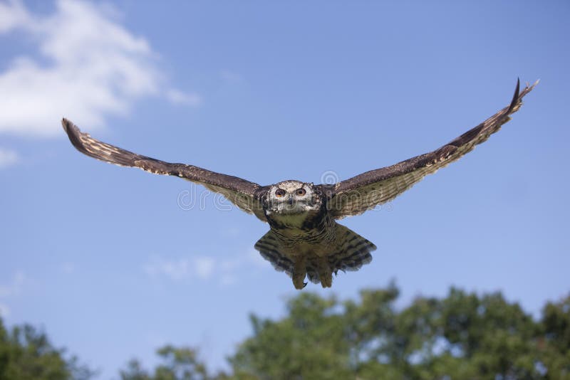 Cape Eagle Owl, Bubo Capensis, Adult in Flight Stock Photo - Image of ...