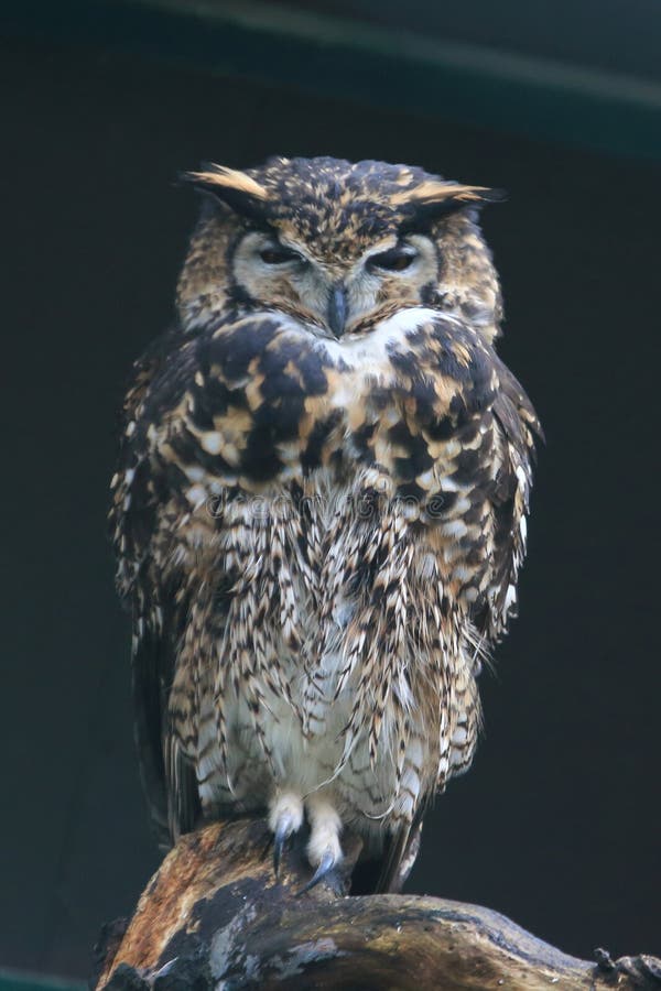 Cape eagle-owl stock image. Image of capensis, bubo - 350064017
