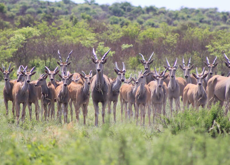 Cape Eland - African Antelope 2 Stock Image - Image of antelope, bull ...