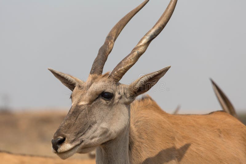 Cape Eland - African Antelope Stock Photo - Image of female, leather ...