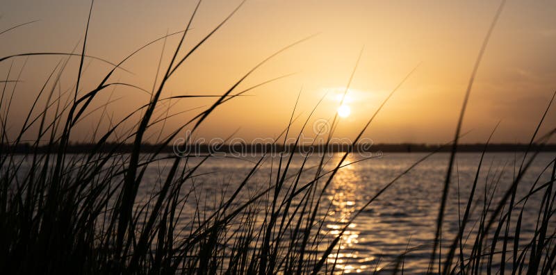 Sunset through the Reeds Vertical Stock Photo - Image of ground, sunset ...