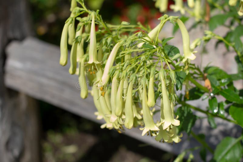 Cape figwort flowers stock photo. Image of landscape - 254814754