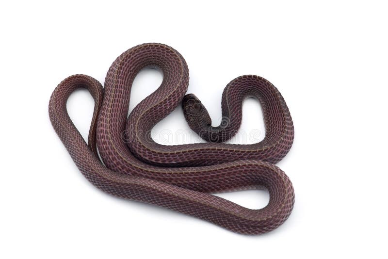The Cape File Snake Isolated on White Background Stock Image - Image of ...