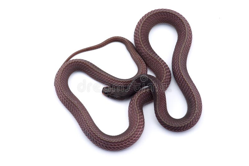 File snake stock photo. Image of asia, file, fanged, snakes - 15989232