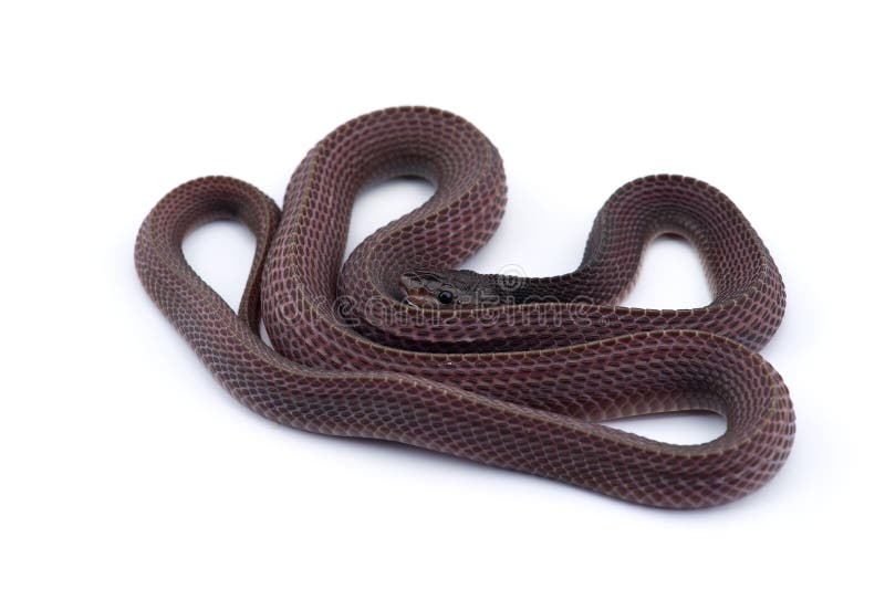The Cape File Snake Isolated on White Background Stock Photo - Image of ...