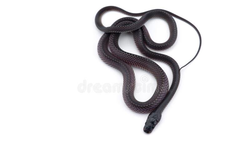 The Cape File Snake Isolated on White Background Stock Photo - Image of ...