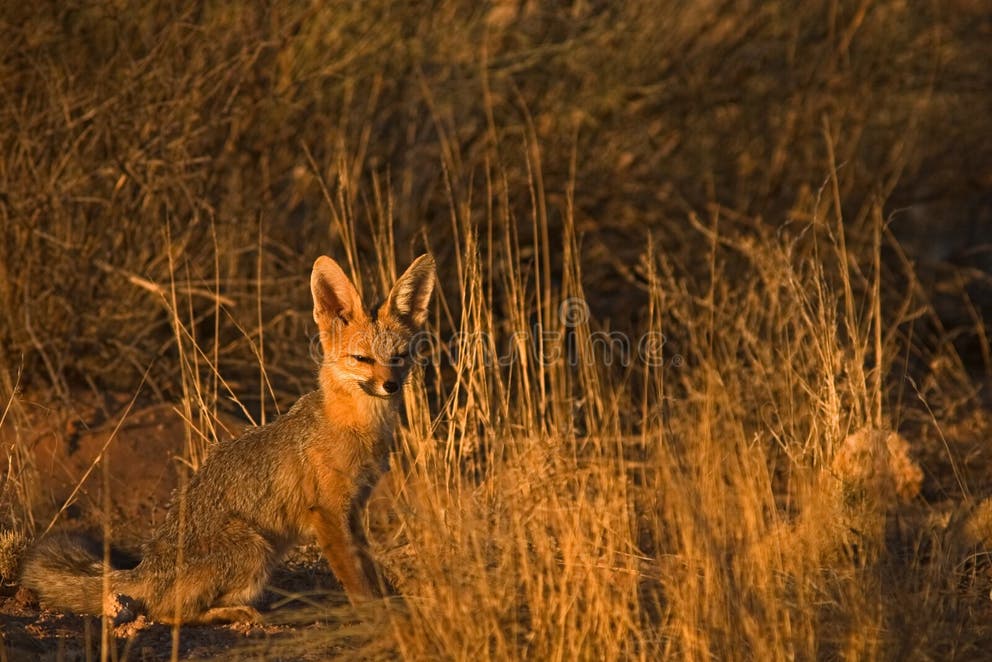Cape Fox stock image. Image of predator, fauna, kgalagadi - 13216423