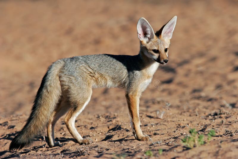 Cape fox stock photo. Image of scavenger, chama, habitat - 13719992