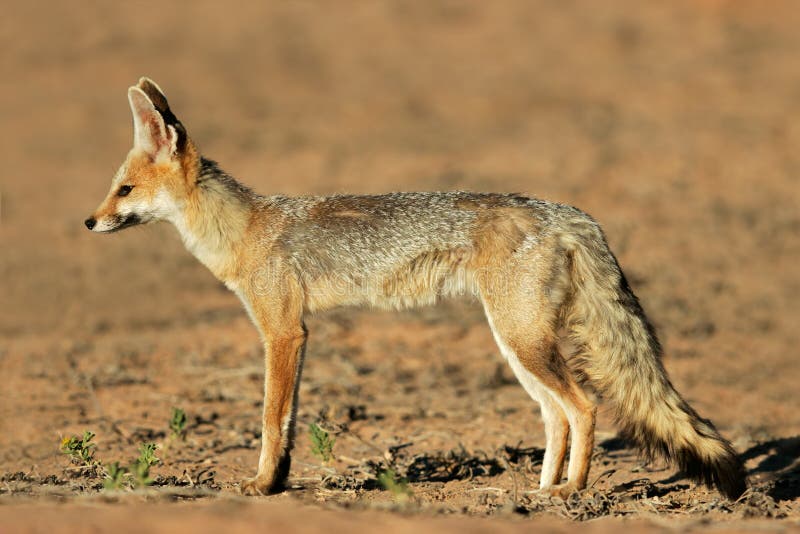 Cape Fox, Kalahari, South Africa Stock Image - Image of natural, africa ...
