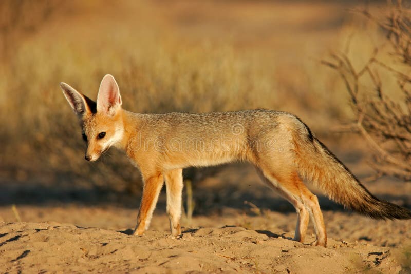 Cape fox stock photo. Image of adapted, secretive, unspoiled - 2220862