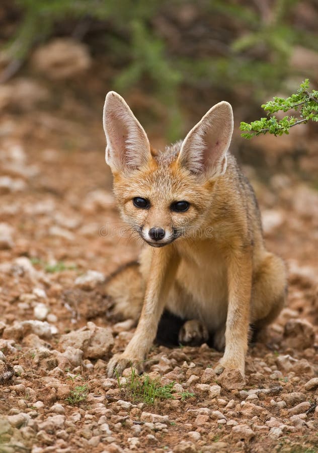 Cape fox stock photo. Image of scavenger, chama, habitat - 13719992